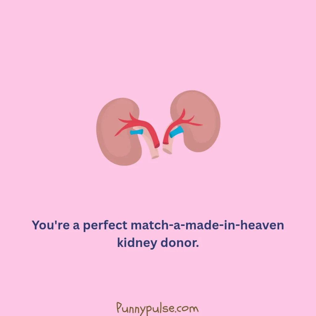 164+ Kidney Puns that will make you laugh from the inside out