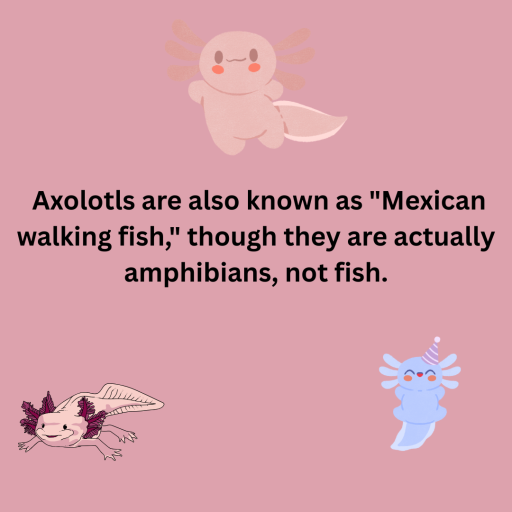 156+ Axolotl Facts: Discover Wild Secrets, Weird Traits & Fun Surprises ...